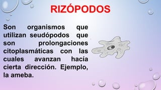 REINO PROTISTA: CARACTERÍSTICAS Y CLASIFICACIÓN. Lic Javier Cucaita | PPT