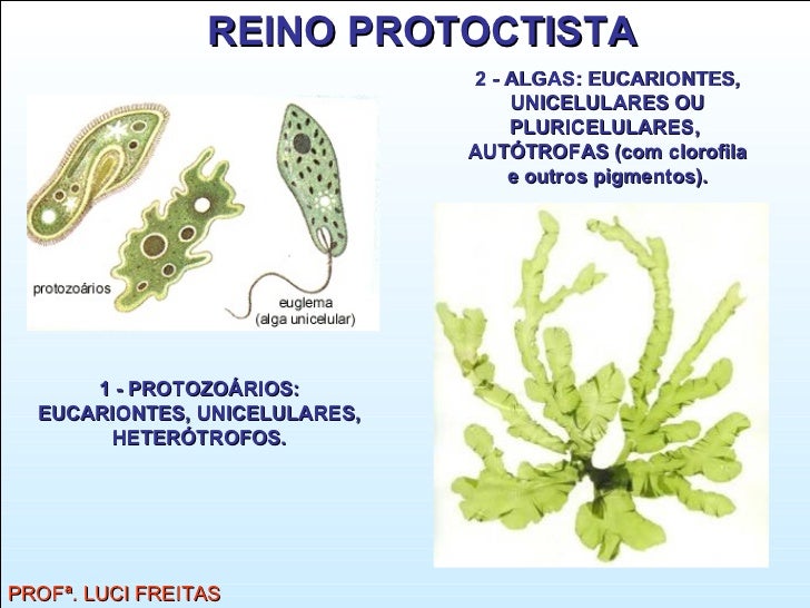 Reino Protoctista