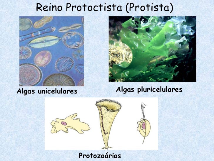 Reino protoctista