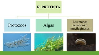 Reino protoctista o protista por Karina Calis | PPTX