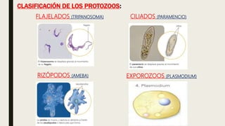 Reino protoctista protozoos | PPTX