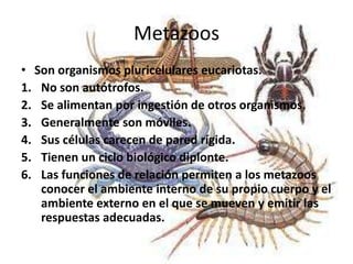 Reino protoctistas y reino animal (metazoos) (1) | PPTX