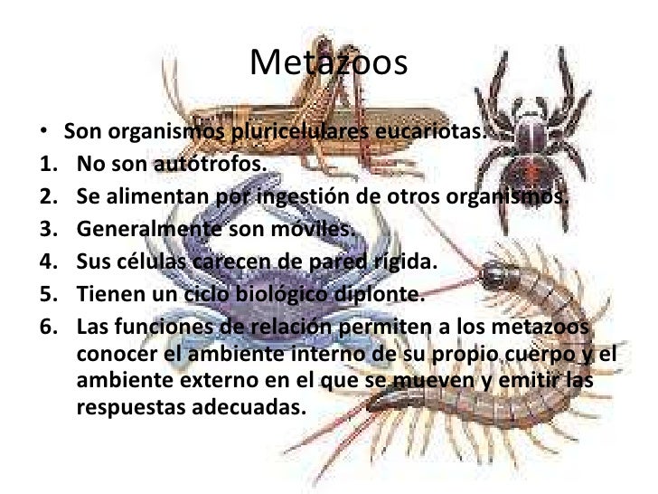 Clasificación del reino animal: Reino animal