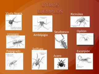 Reinos Biologicos | PDF