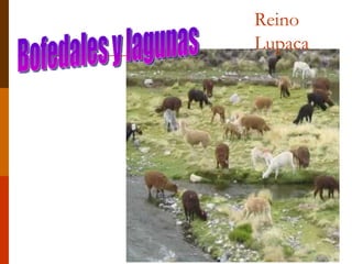 Reinos Aymaras | PPT