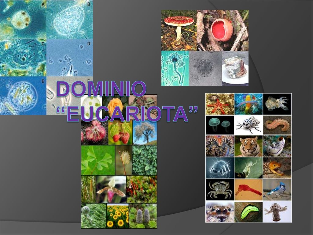 Los 5 reinos y los Tres dominios