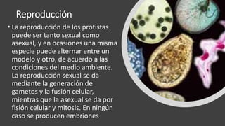 Reino Protista | PPT