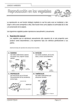 Reinos de la Naturaleza 6to Primaria.doc