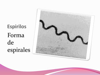 Reinos Monera, Protista, Fungi | PPTX