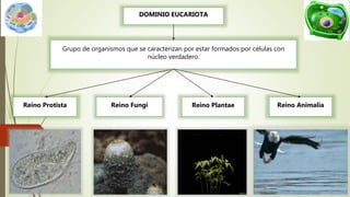 DOMINIO EUCARIA | PPTX