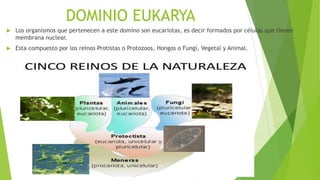 Reinos monera,protooz, hongo | PPT