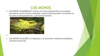 Reinos monera,protooz, hongo | PPTX