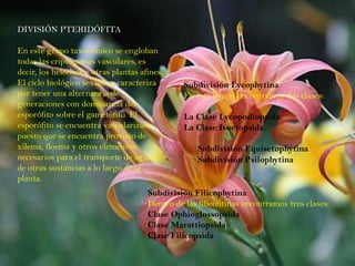 Reinos plantae animalia y fungi Manuel y Meyar | PPTX