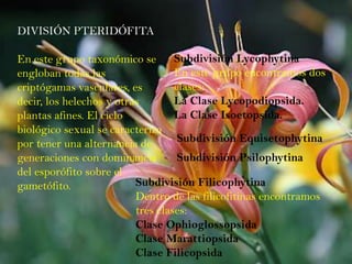 Reinos plantae animalia y fungi | PPTX