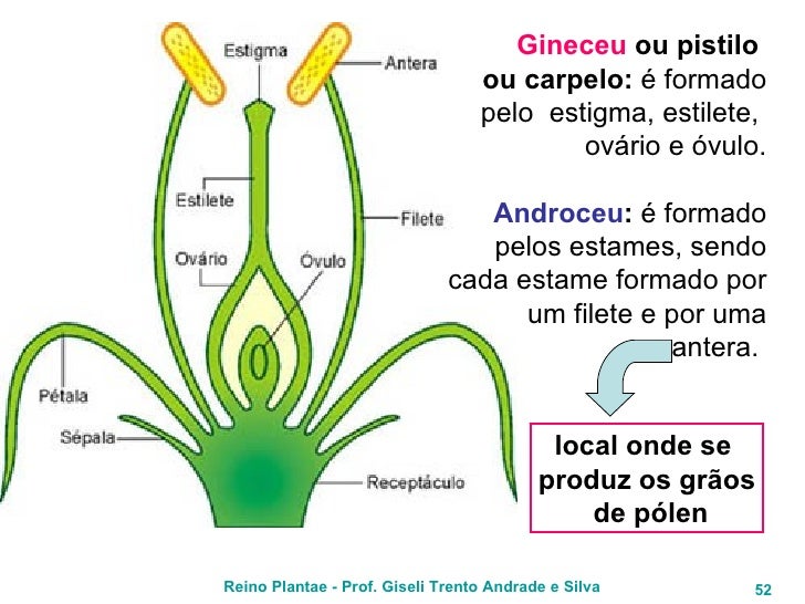 Reino Vegetal