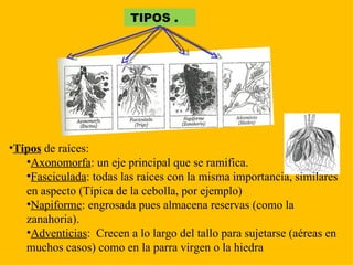 Reino vegetal | PPT
