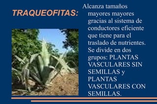 Reino Vegetal | PPT