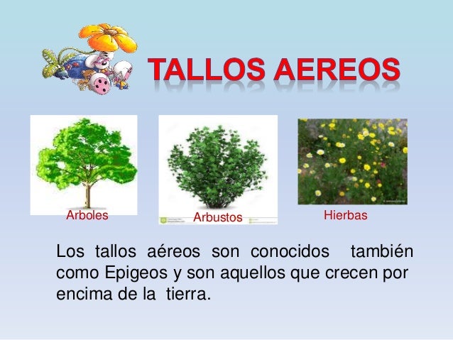 Reino vegetal