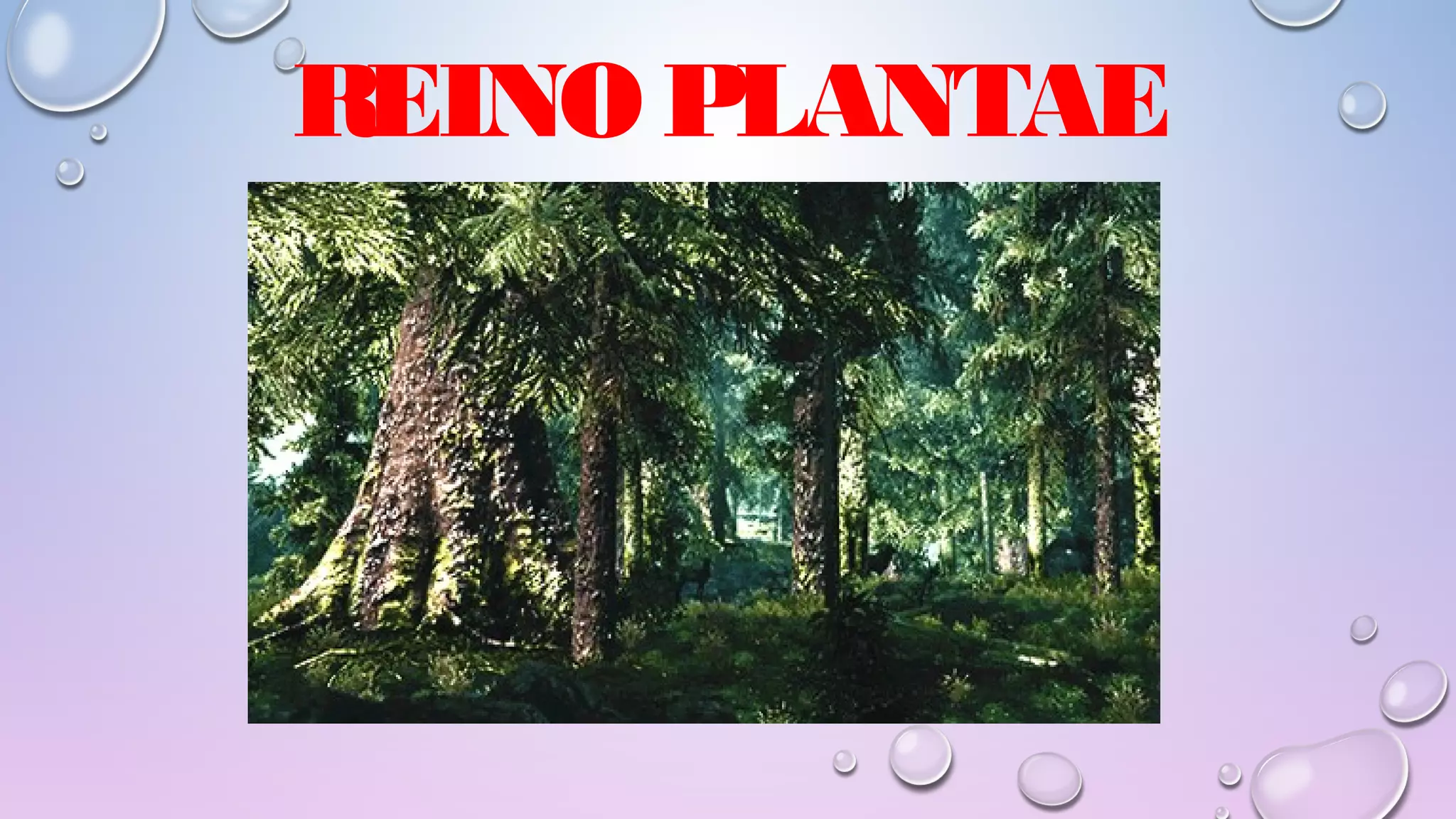 REINO VEGETAL O PLANTAE:CARACTERÍSTICAS Y CLASIFICACIÓN. Lic Javier ...