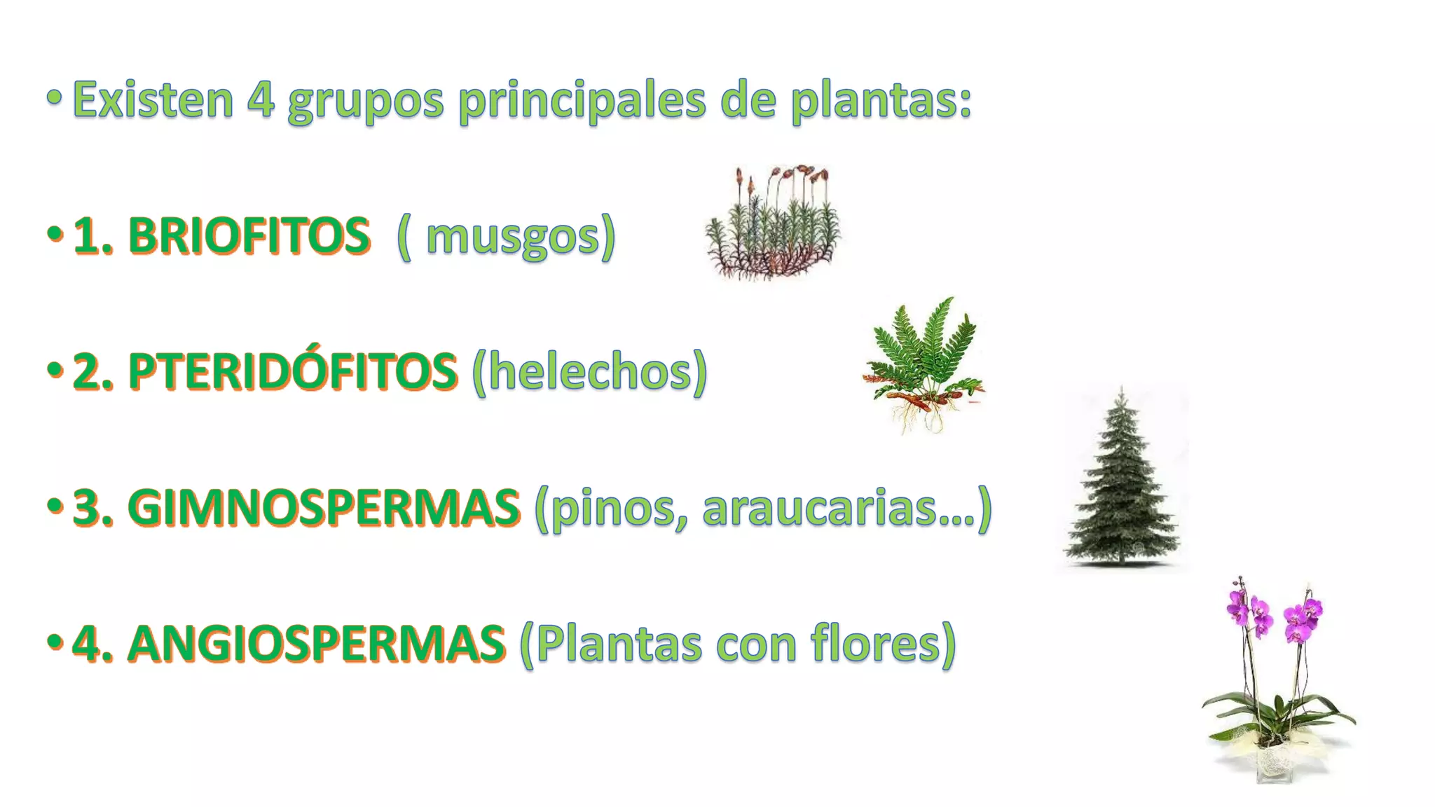 Reino vegetal | PPTX