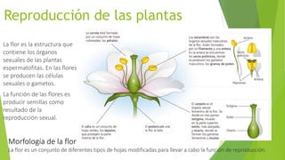 Reino vegetal | PPTX
