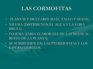 Reino vegetal ii | PPT