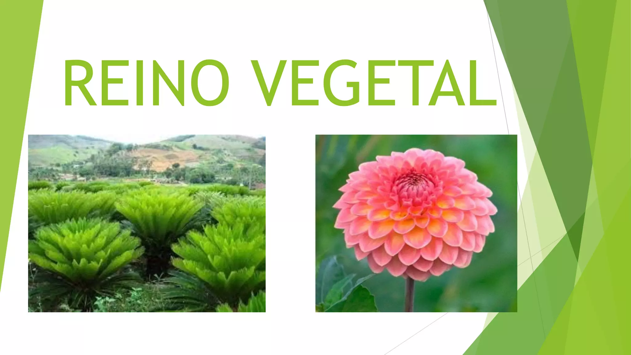 Reino vegetal | PDF