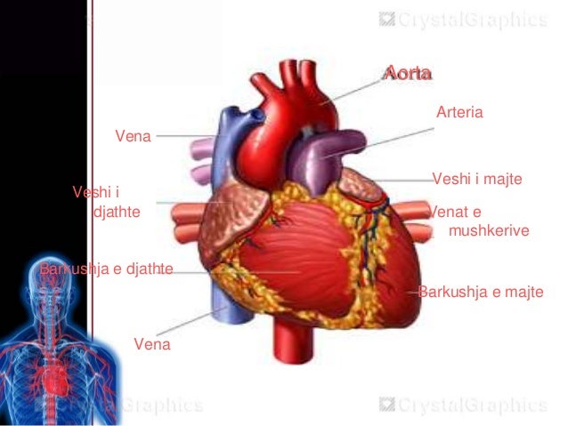 Reisa Haveri Sistemi i qarkullimit te gjakut shkolla "Albanet" klasa…