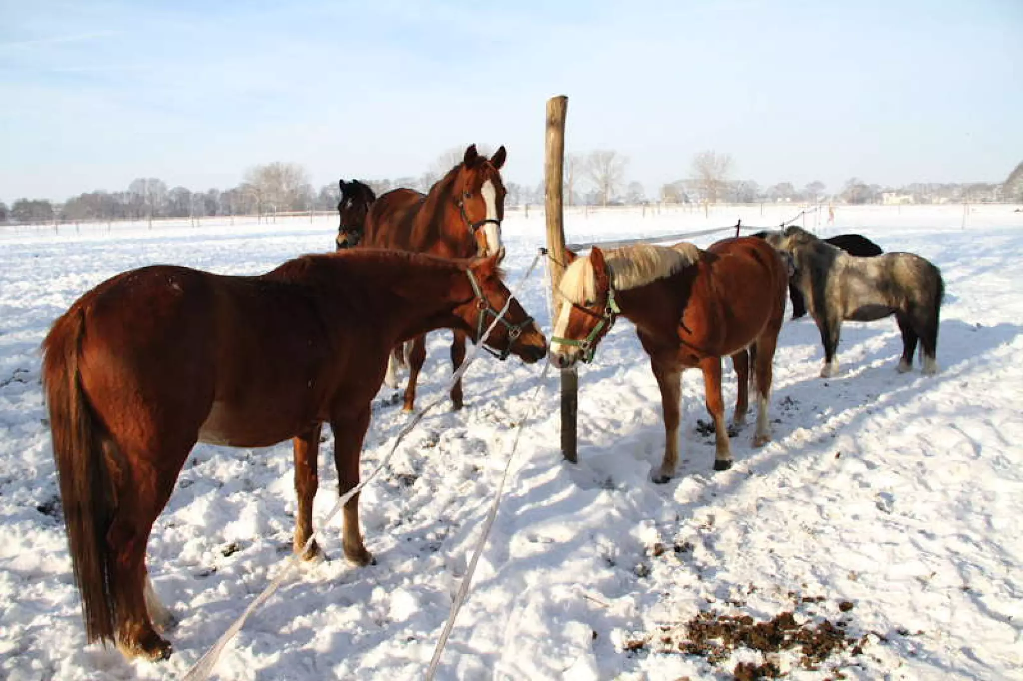 horses / Reiterhof Leipzig - Reiterferien Sachsen | PDF | Equine Sports ...