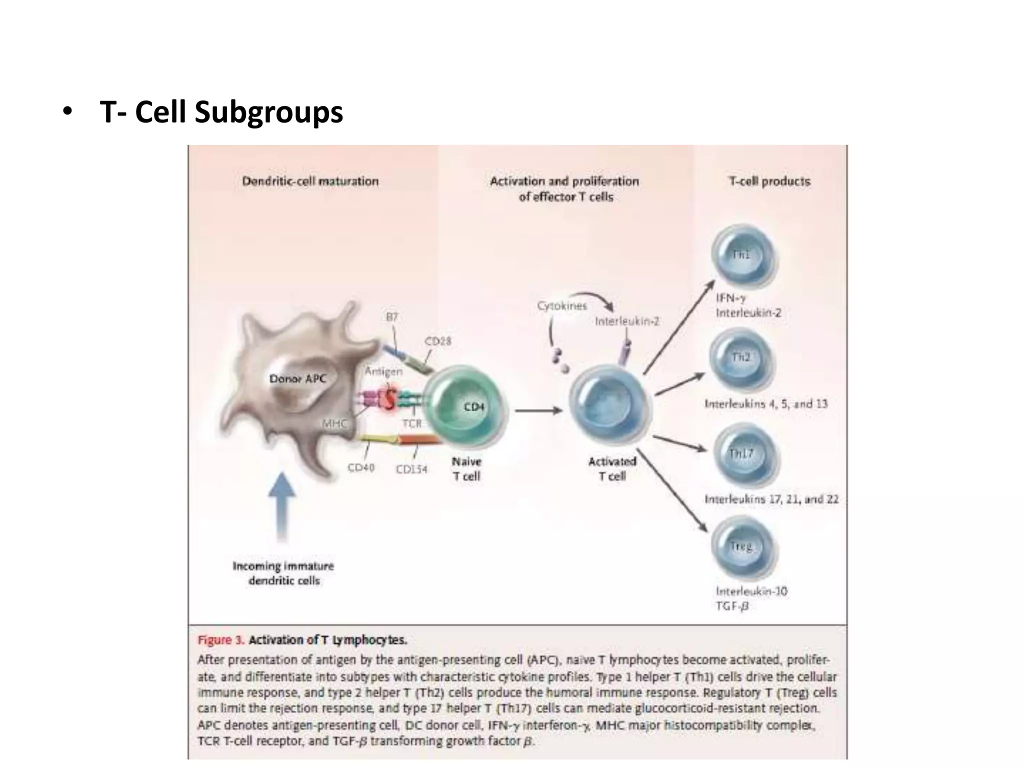 Rejection of the kidney allograft | PPTX