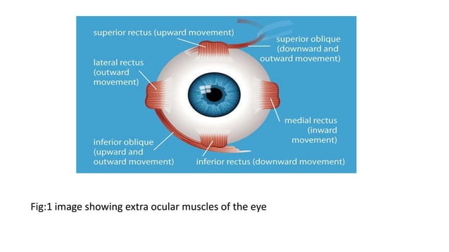OCULAR MOTILITY, OCULAR MOVEMENT OF THE EYE .pptx