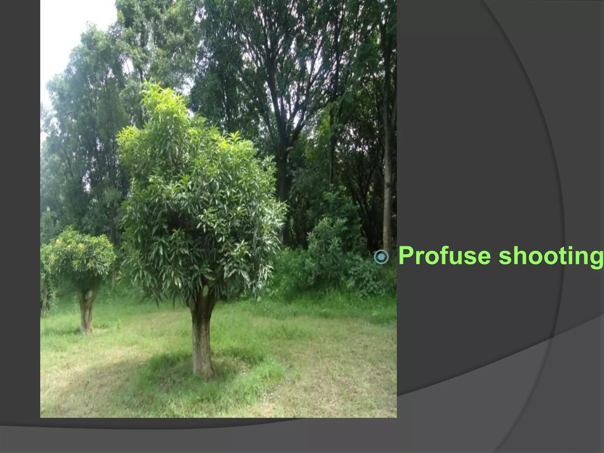 Rejuvenation of old mango orchard | PPTX