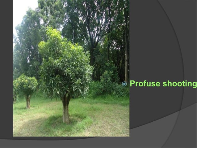 Rejuvenation of old mango orchard | PPTX | Agriculture | Industries