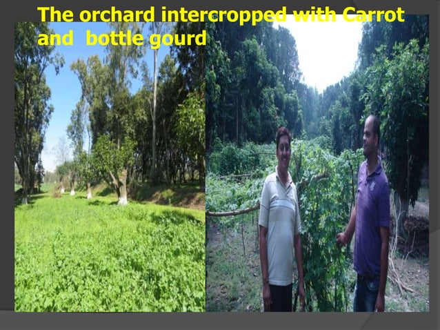 Rejuvenation of old mango orchard | PPTX | Agriculture | Industries
