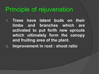 Rejuvenation of old mango orchard | PPTX