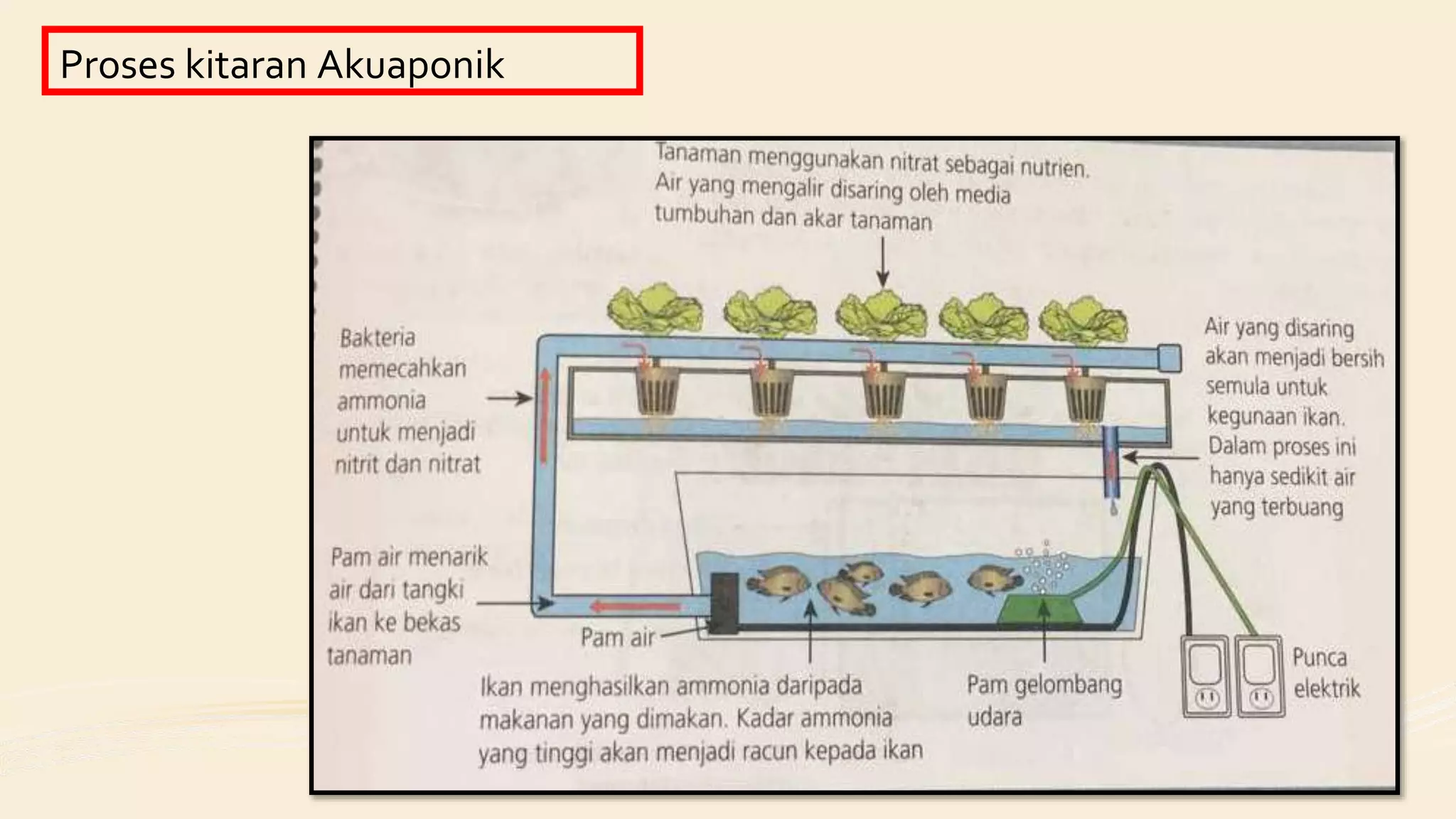 Reka bentuk akuaponik rajeswari | PPTX