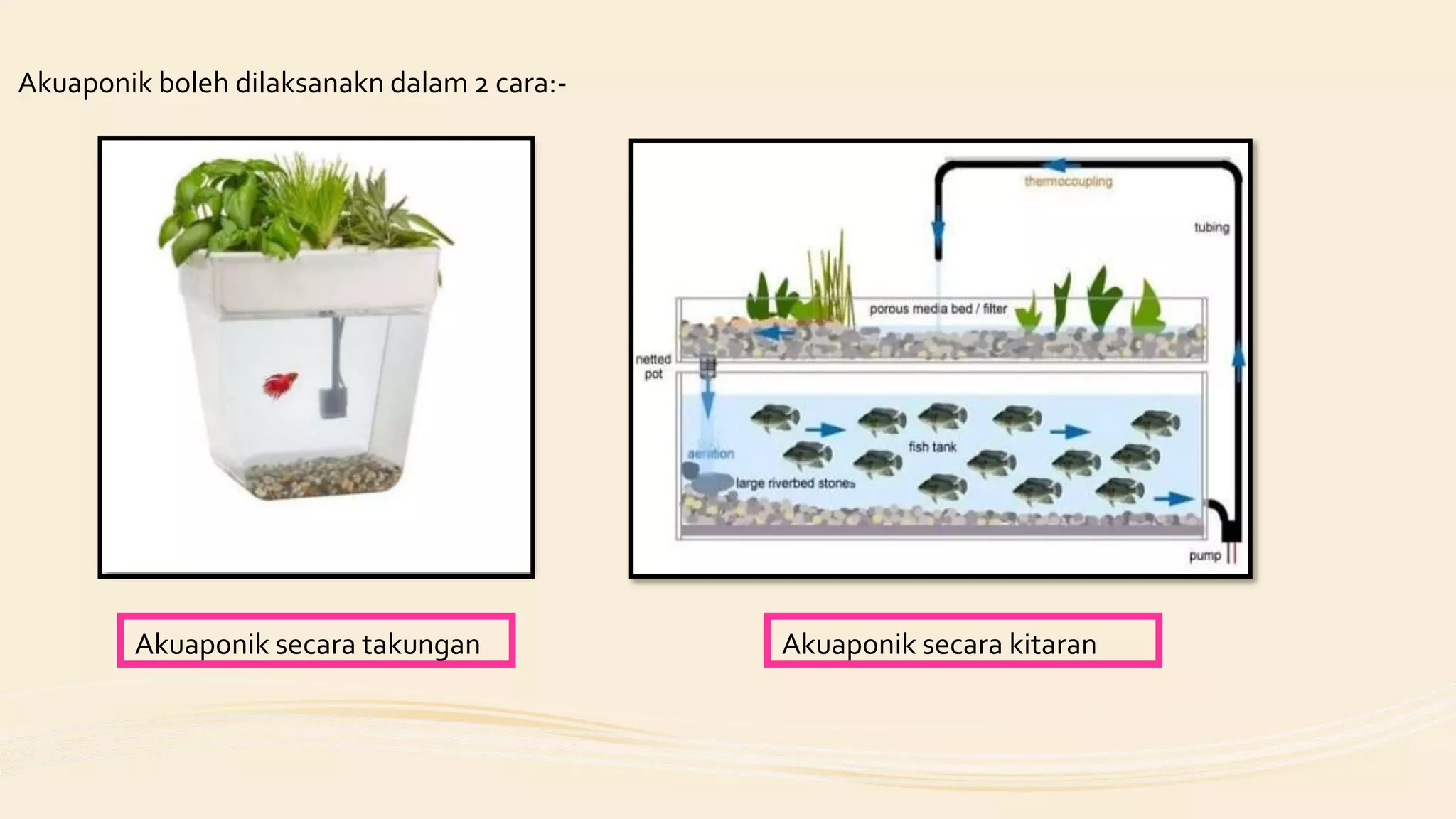 Reka bentuk akuaponik rajeswari | PPTX