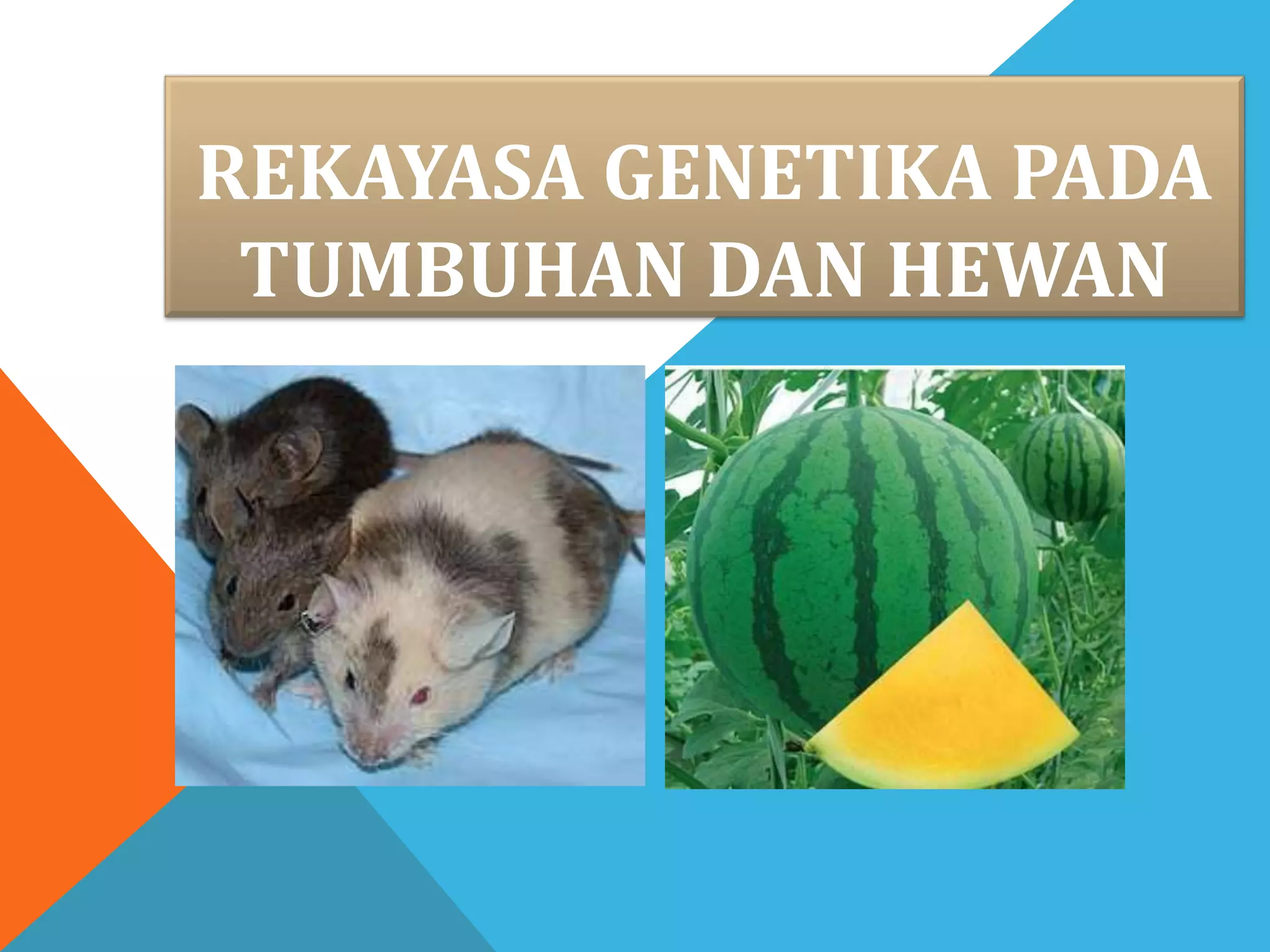 REKAYASA GENETIKA PADA TUMBUHAN DAN HEWAN.pptx
