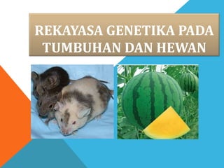 REKAYASA GENETIKA PADA TUMBUHAN DAN HEWAN.pptx