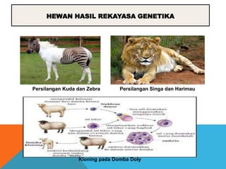 REKAYASA GENETIKA PADA TUMBUHAN DAN HEWAN.pptx