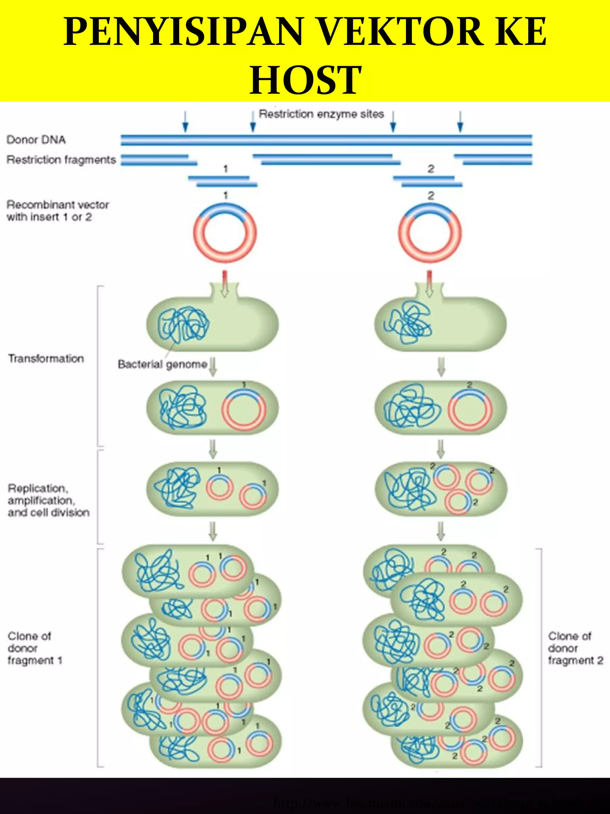 Rekayasa genetik dan teknik | PDF
