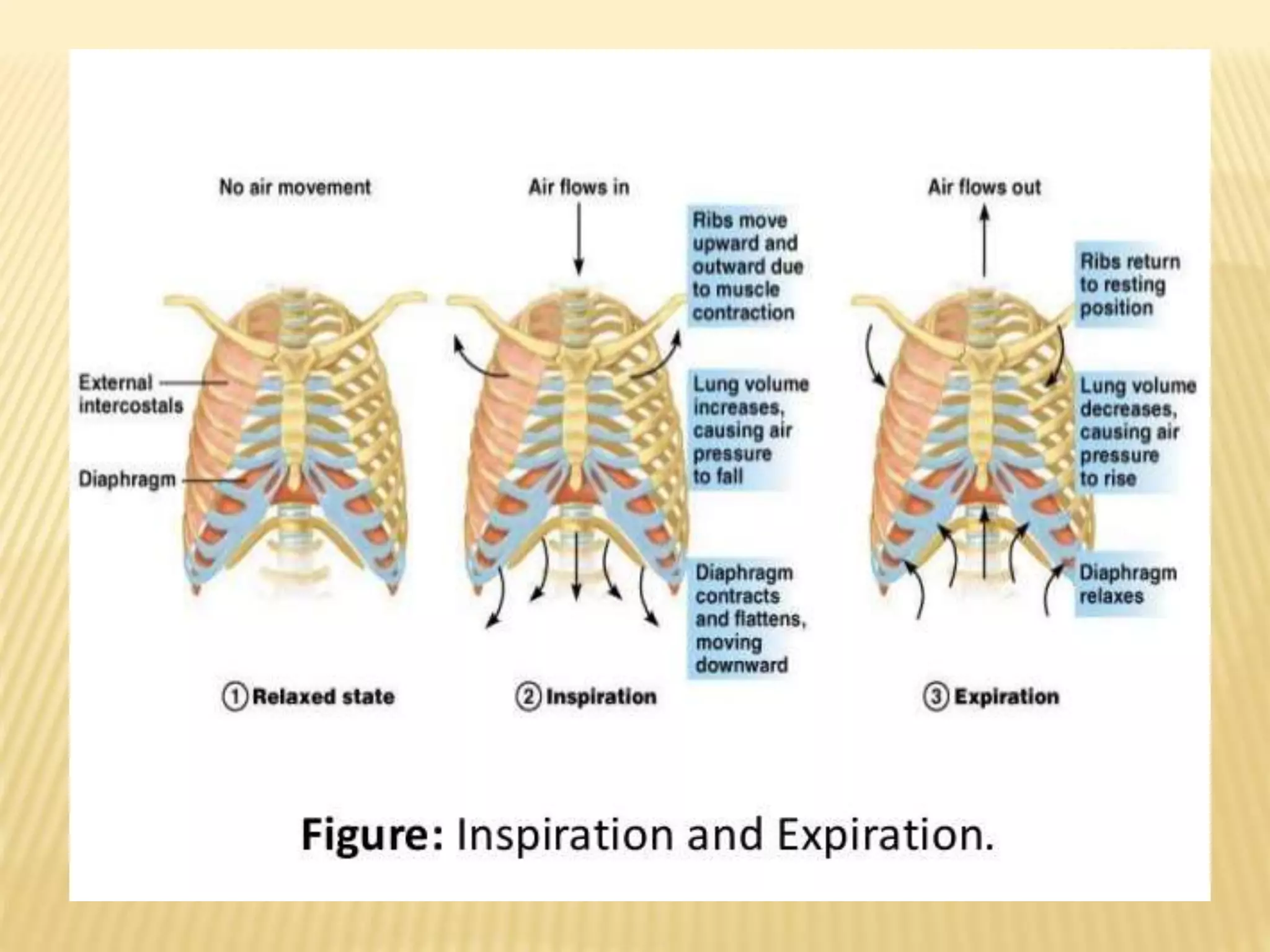 Rekha topic[1]respiratory cycle | PPTX
