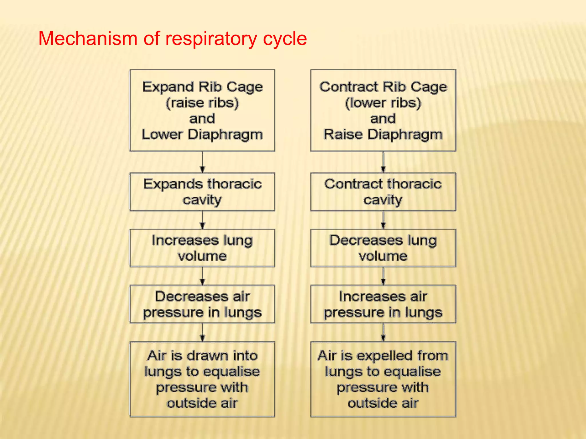Rekha topic[1]respiratory cycle | PPTX