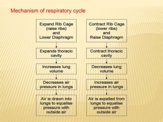 Rekha topic[1]respiratory cycle | PPTX | Death, Injury, or Military ...