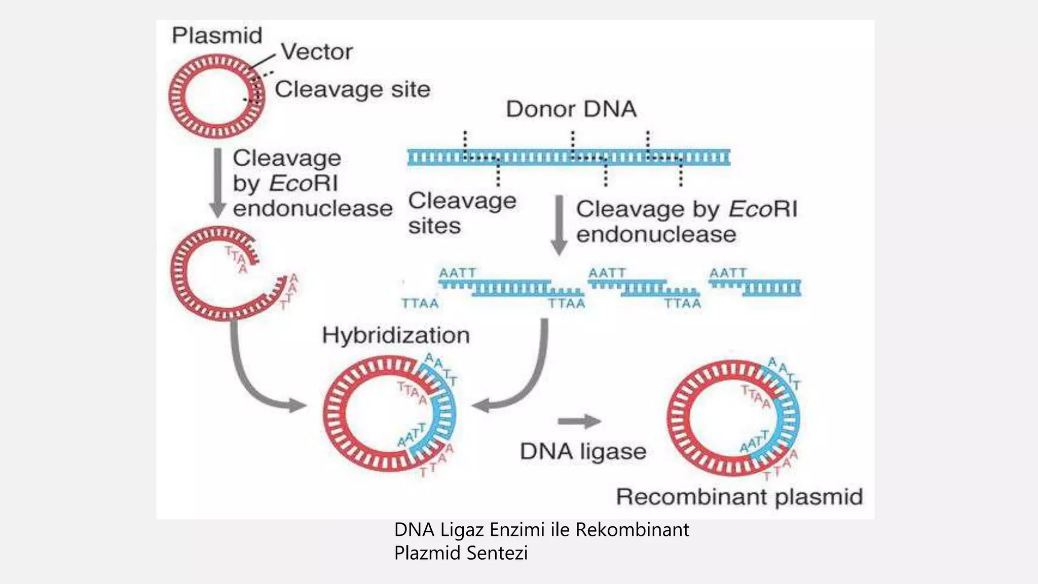 Rekombinant dna ve klonlama | PPTX