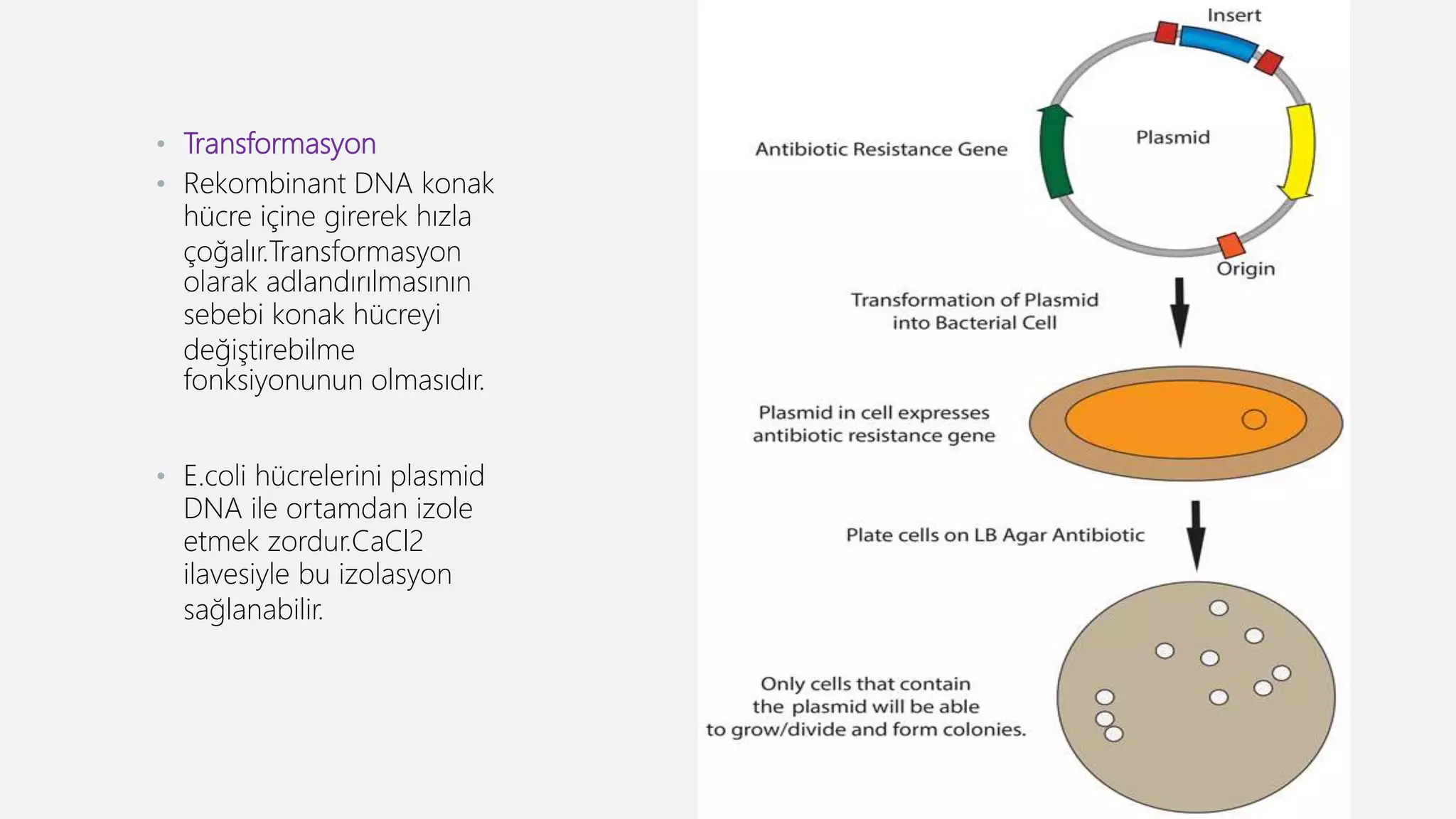 Rekombinant dna ve klonlama | PPTX
