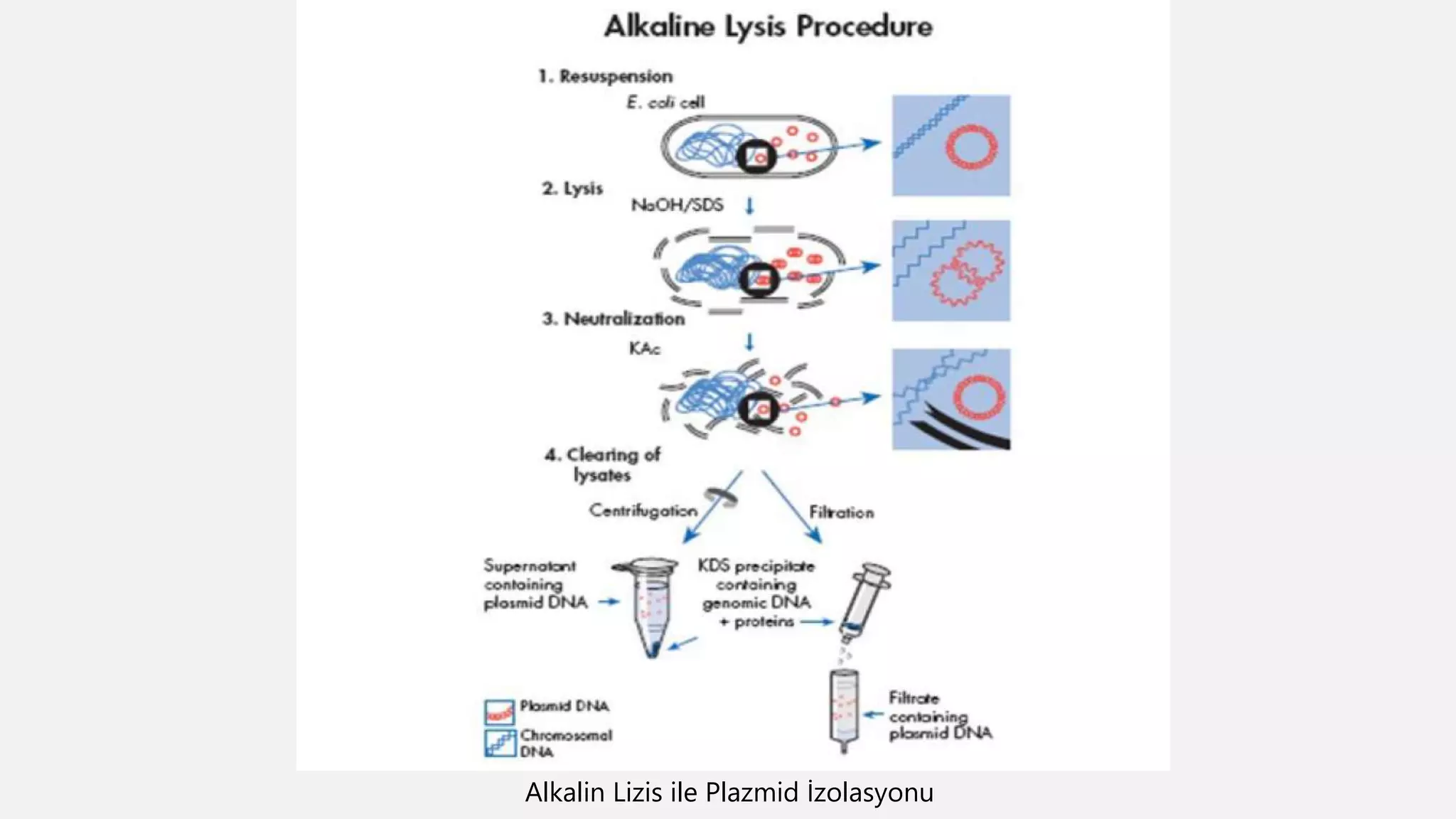 Rekombinant dna ve klonlama | PPTX