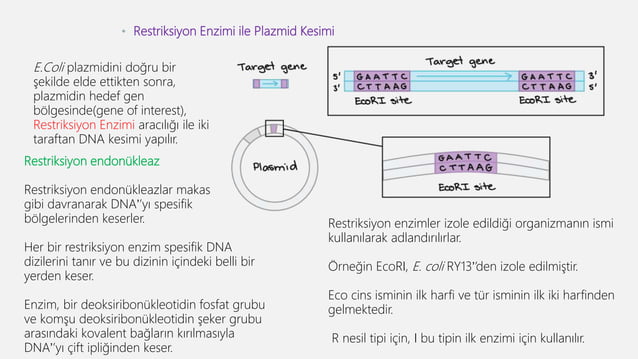 Rekombinant dna ve klonlama | PPTX