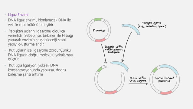 Rekombinant dna ve klonlama | PPTX