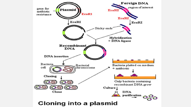 Rekombinant dna ve klonlama | PPTX
